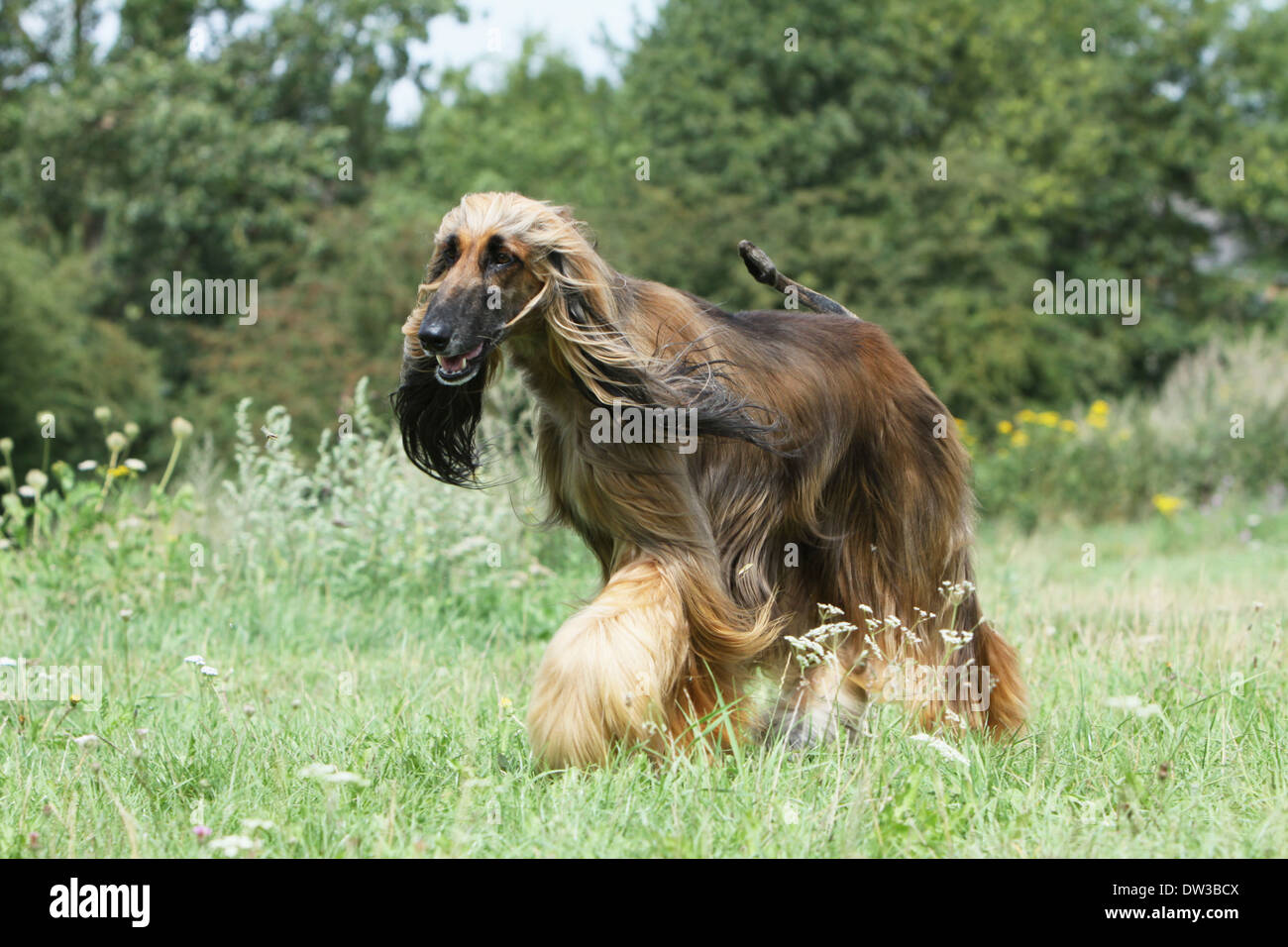 Afgan hound walking hi-res stock photography and images - Alamy