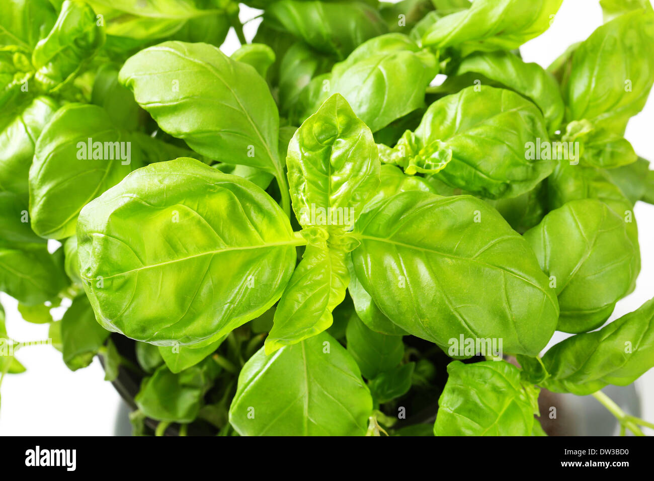 Sprigs basil hi-res stock photography and images - Alamy