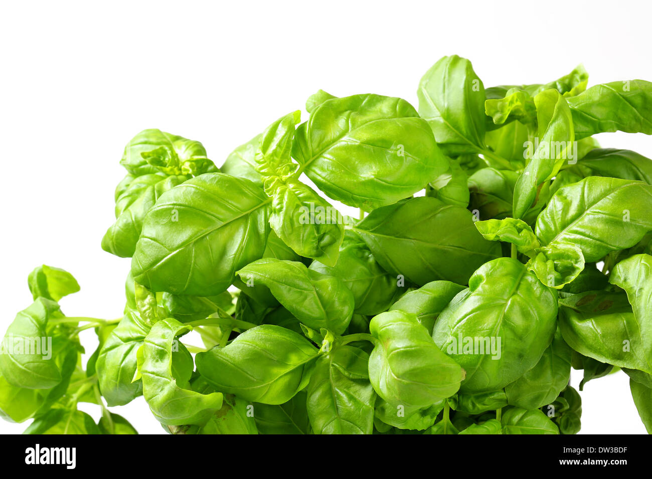Fresh basil in a pot Stock Photo - Alamy
