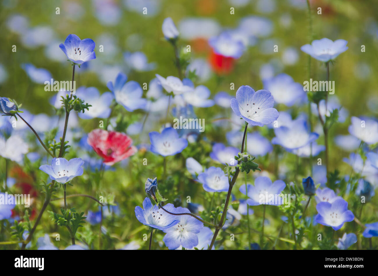 Nemophila flower field hi-res stock photography and images - Alamy