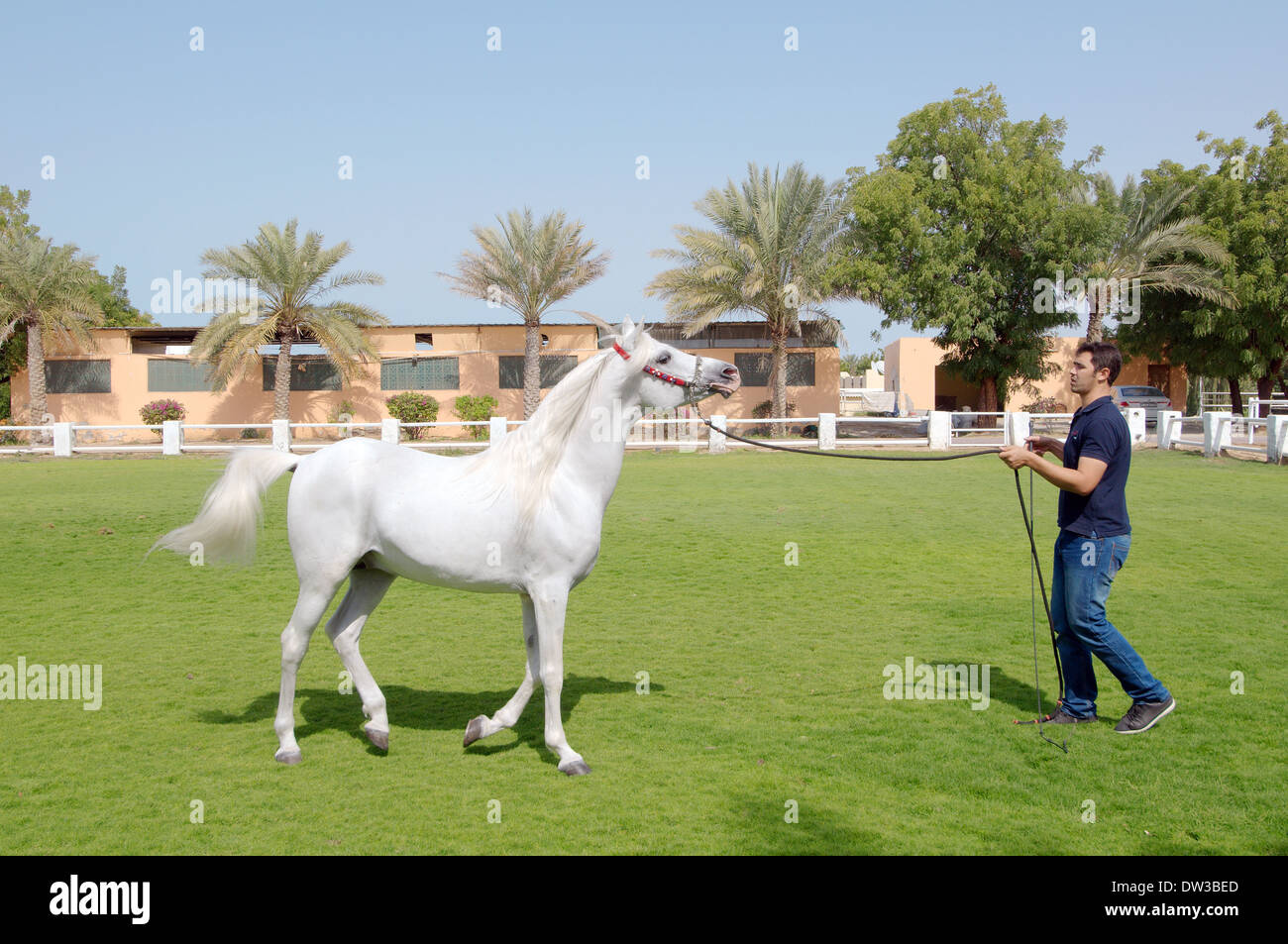 Arabian or Arab horse, Sharjah (emirate), UAE Stock Photo - Alamy