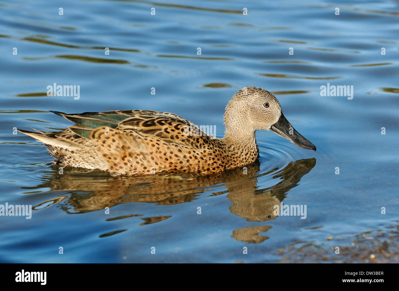 Red Shoveler Duck High Resolution Stock Photography and Images - Alamy