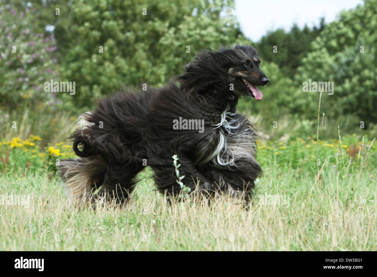 What Does A Kuchi Dog Look Like