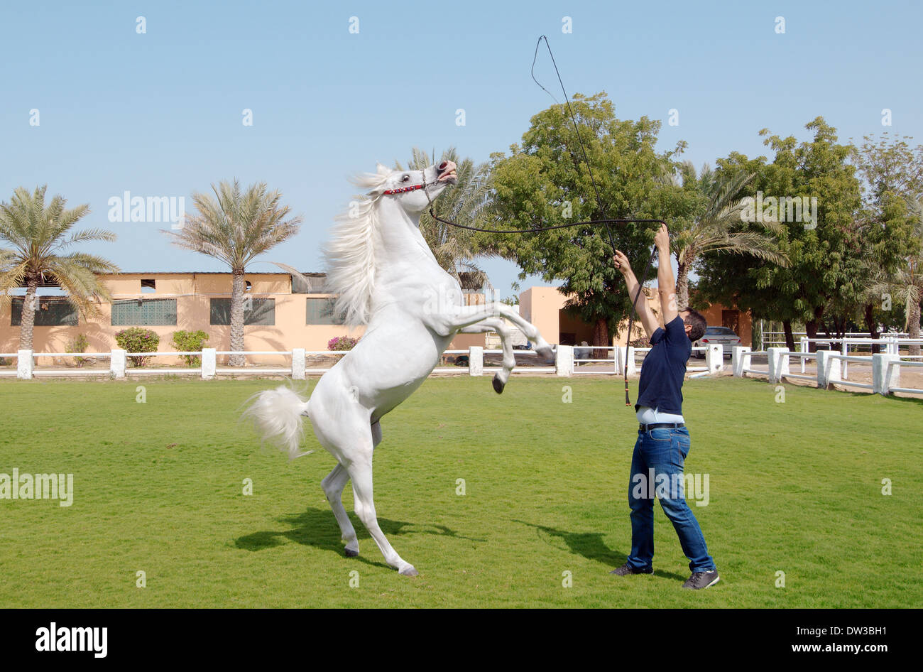 Arabian or Arab horse, Sharjah (emirate), UAE Stock Photo - Alamy