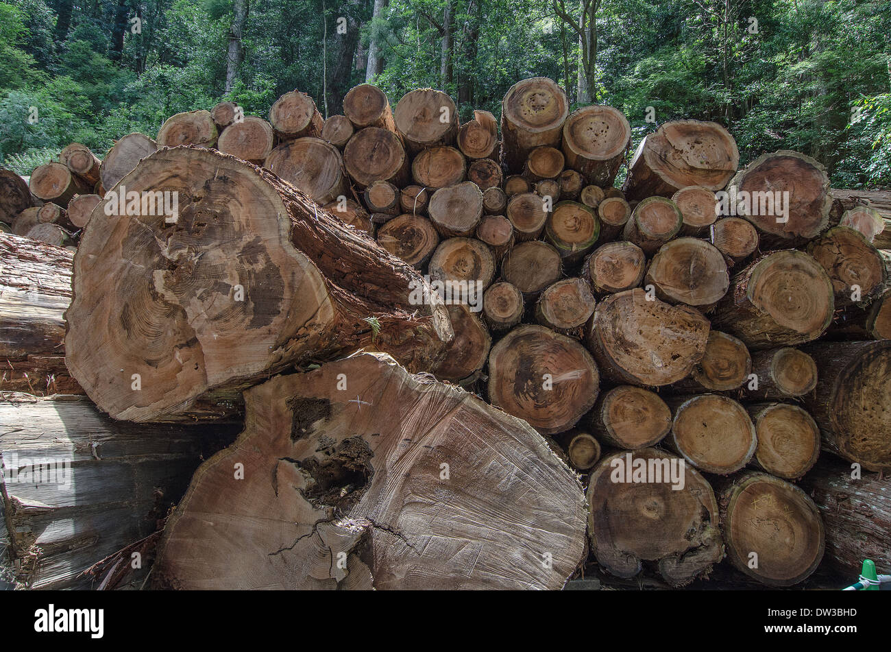 Cut cedar trees Stock Photo - Alamy