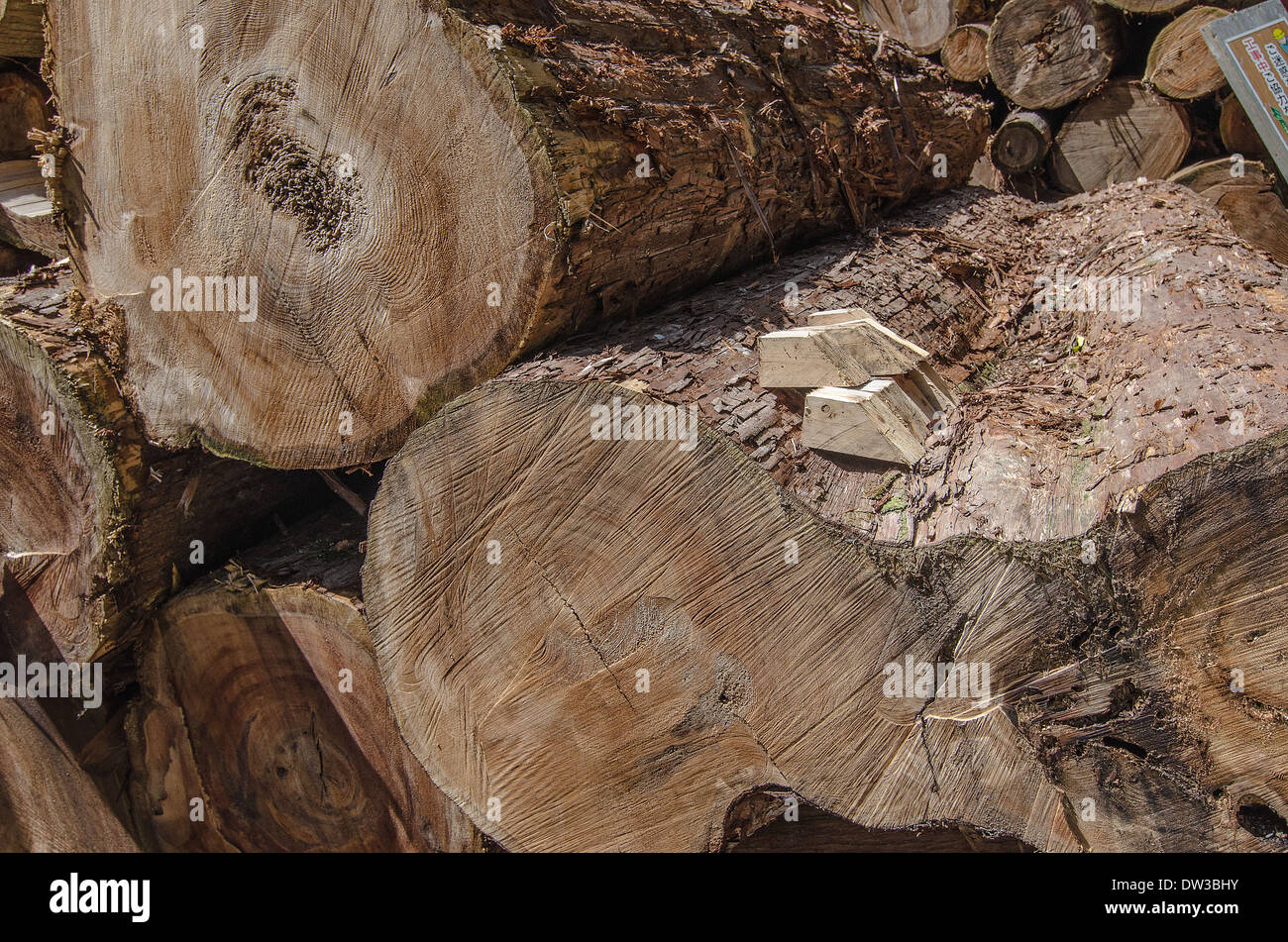 Cut cedar trees Stock Photo - Alamy