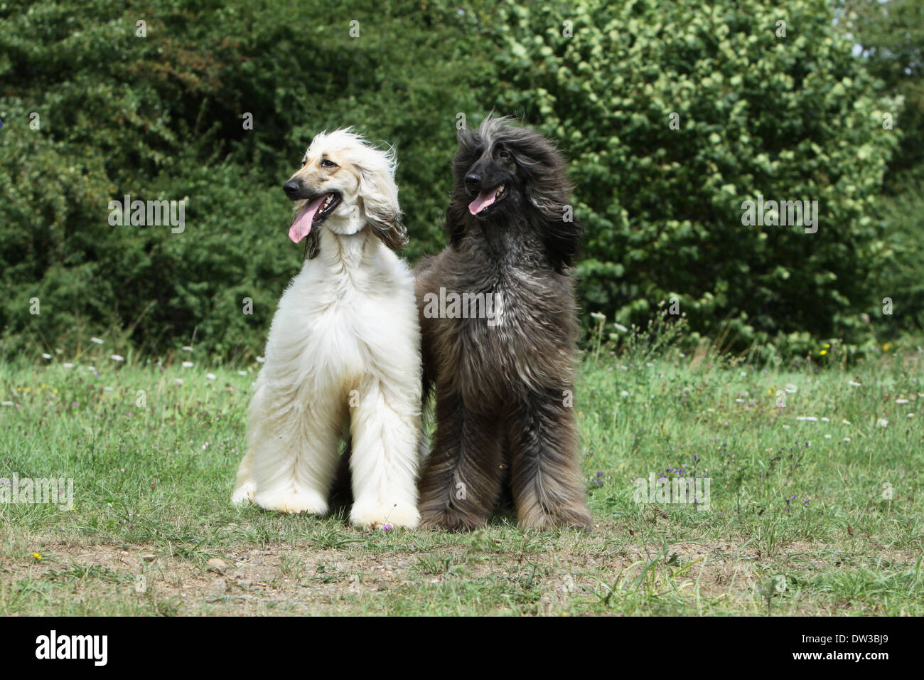Couple of afghan hound hi-res stock photography and images - Alamy