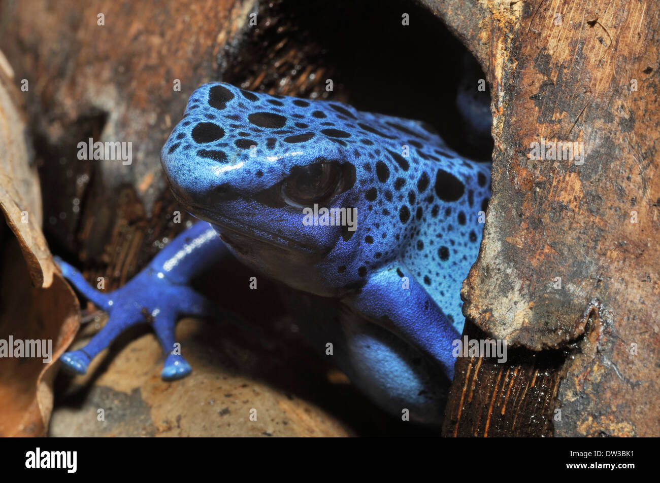 Blue Poison Frog - Dendrobates tinctorius azureus Rare species from ...