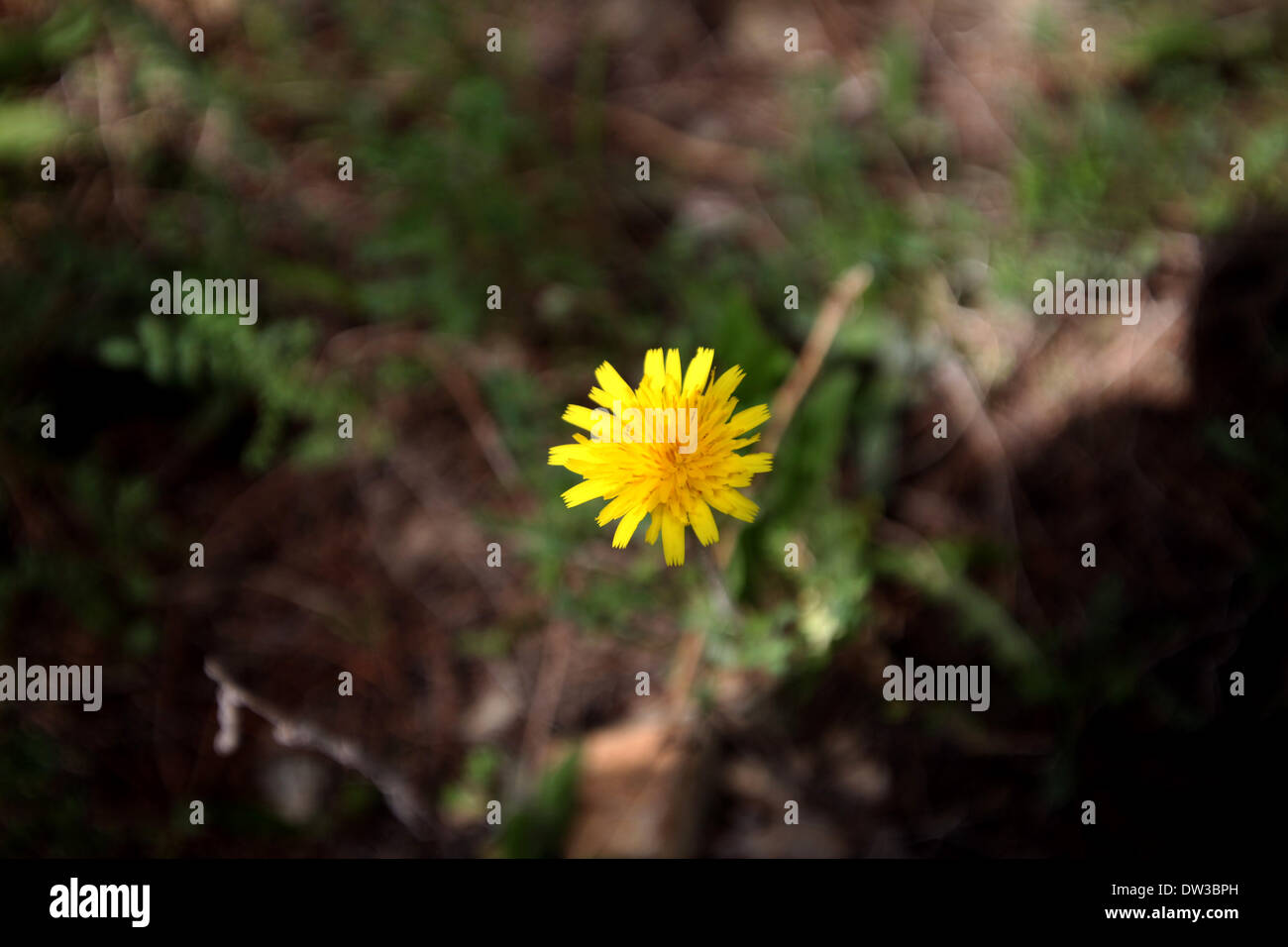 Jerusalem, Jerusalem, Palestinian Territory. 26th Feb, 2014. Flowers ...