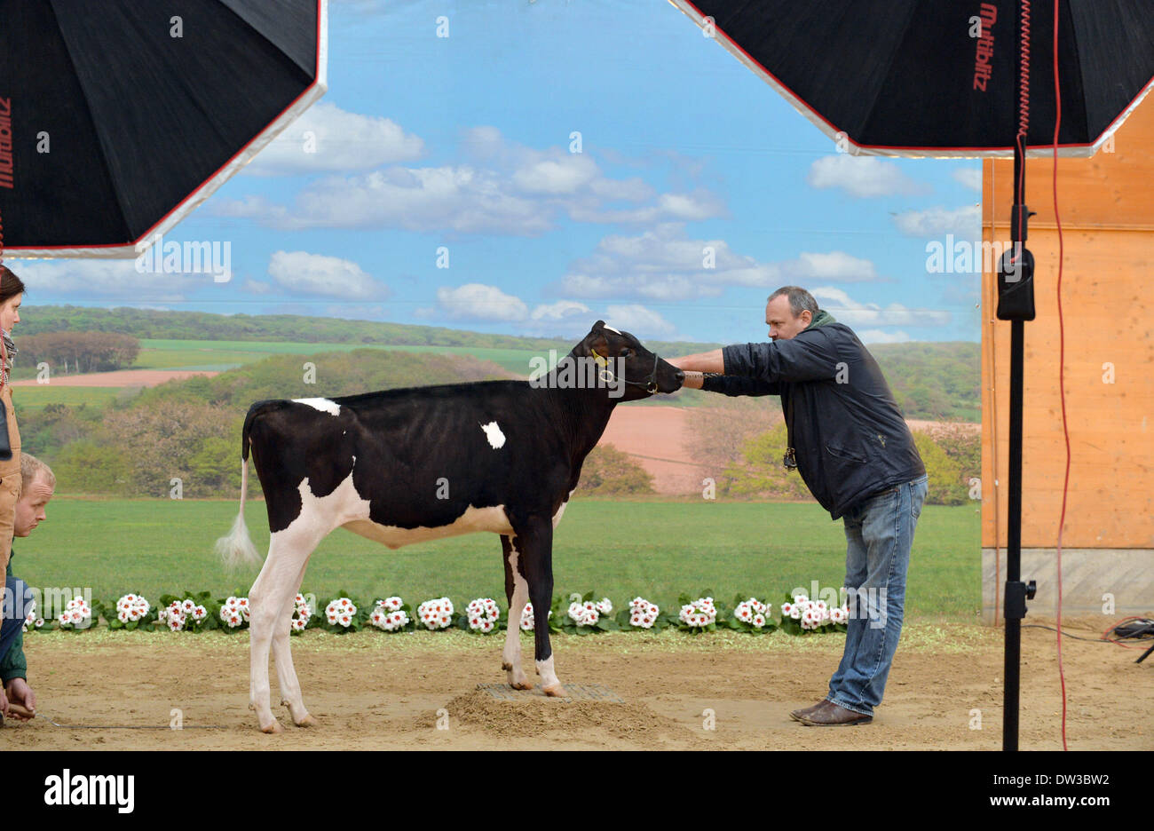 A photographer's assistant puts a calf in position during the 41st ...