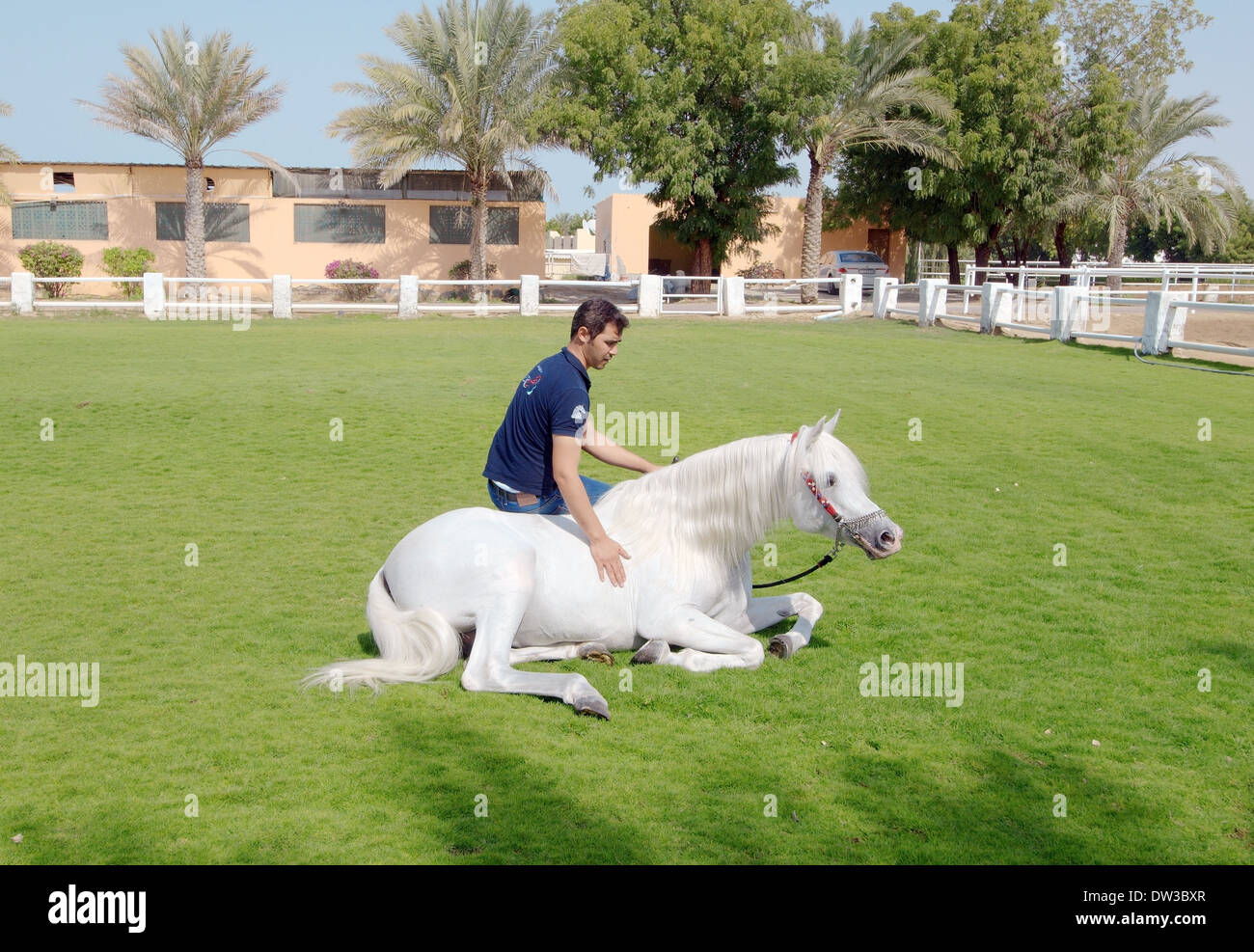 Arabian or Arab horse, Sharjah (emirate), UAE Stock Photo - Alamy
