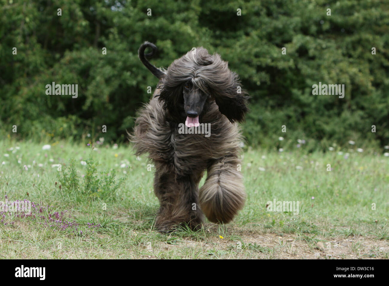 Afgan hound walking hi-res stock photography and images - Alamy