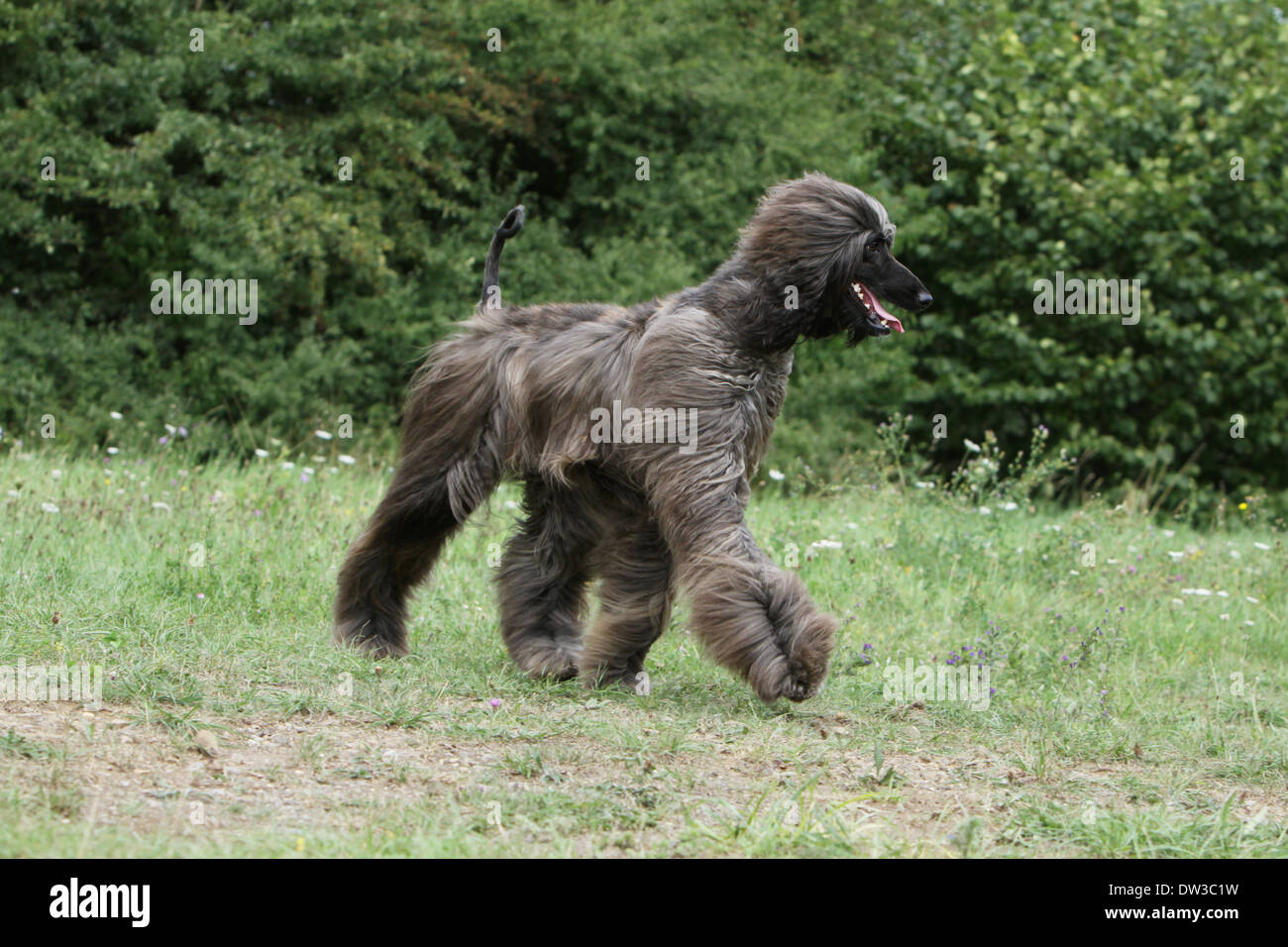 Afgan hound walking hi-res stock photography and images - Alamy