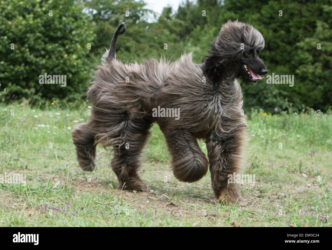 Dog Afghan Hound / adult running in a meadow Stock Photo - Alamy