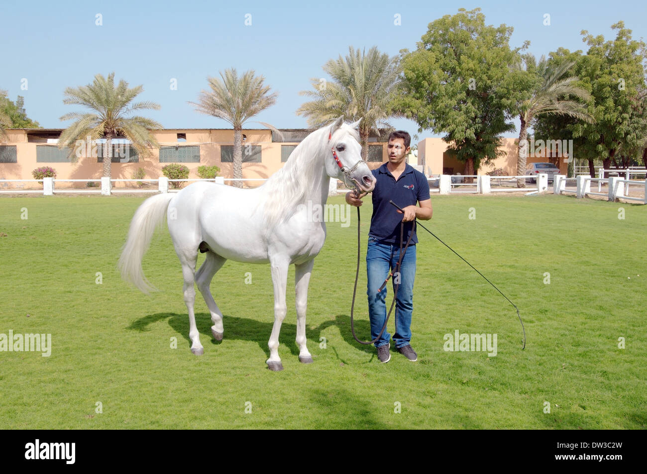 Arabian or Arab horse, Sharjah (emirate), UAE Stock Photo - Alamy