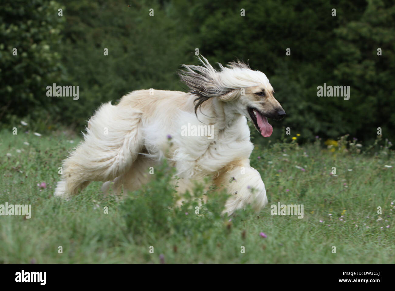 Dog Afghan Hound / adult running in a meadow Stock Photo - Alamy
