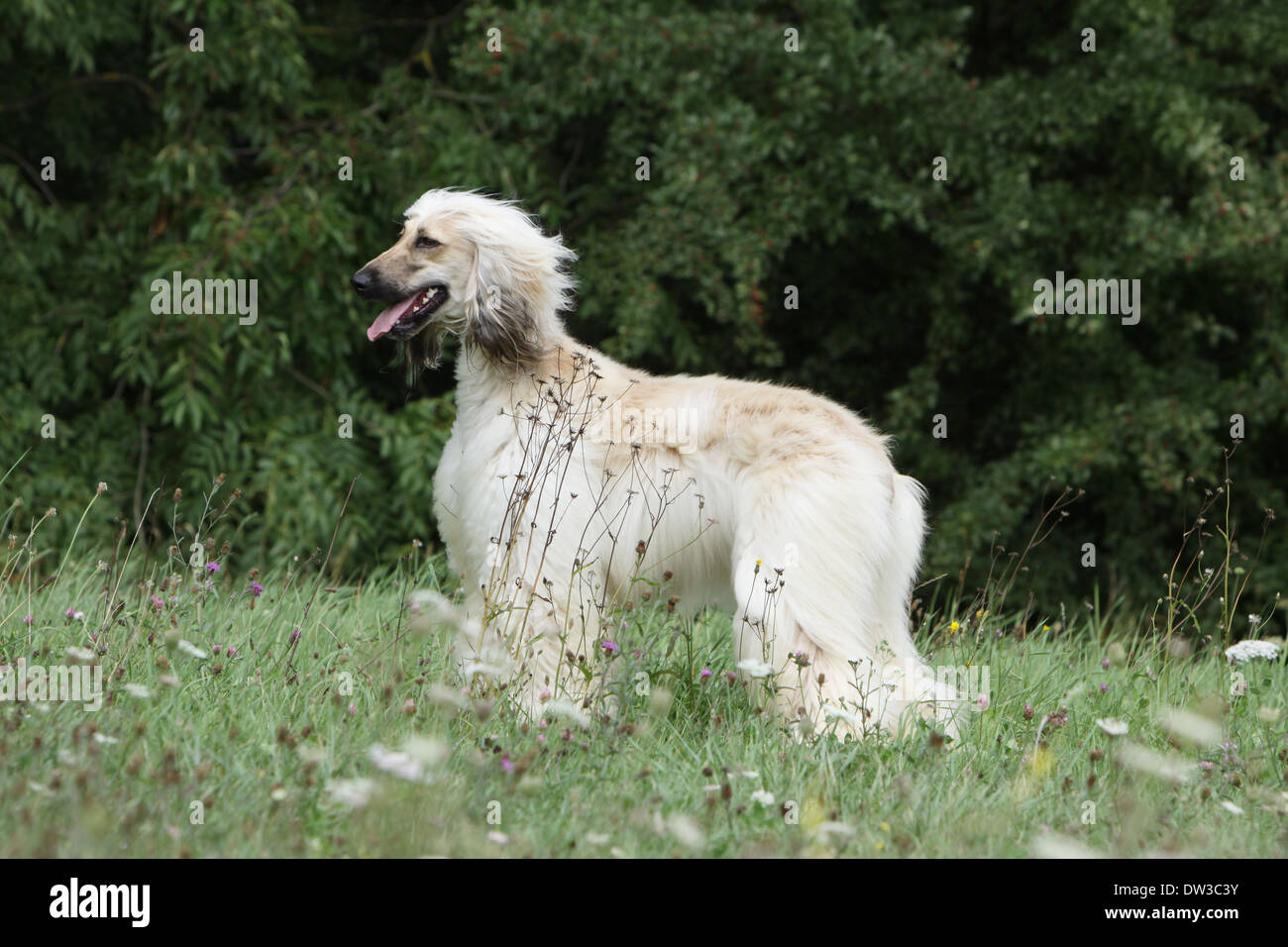 Dog Afghan Hound / adult standing in a meadow Stock Photo - Alamy