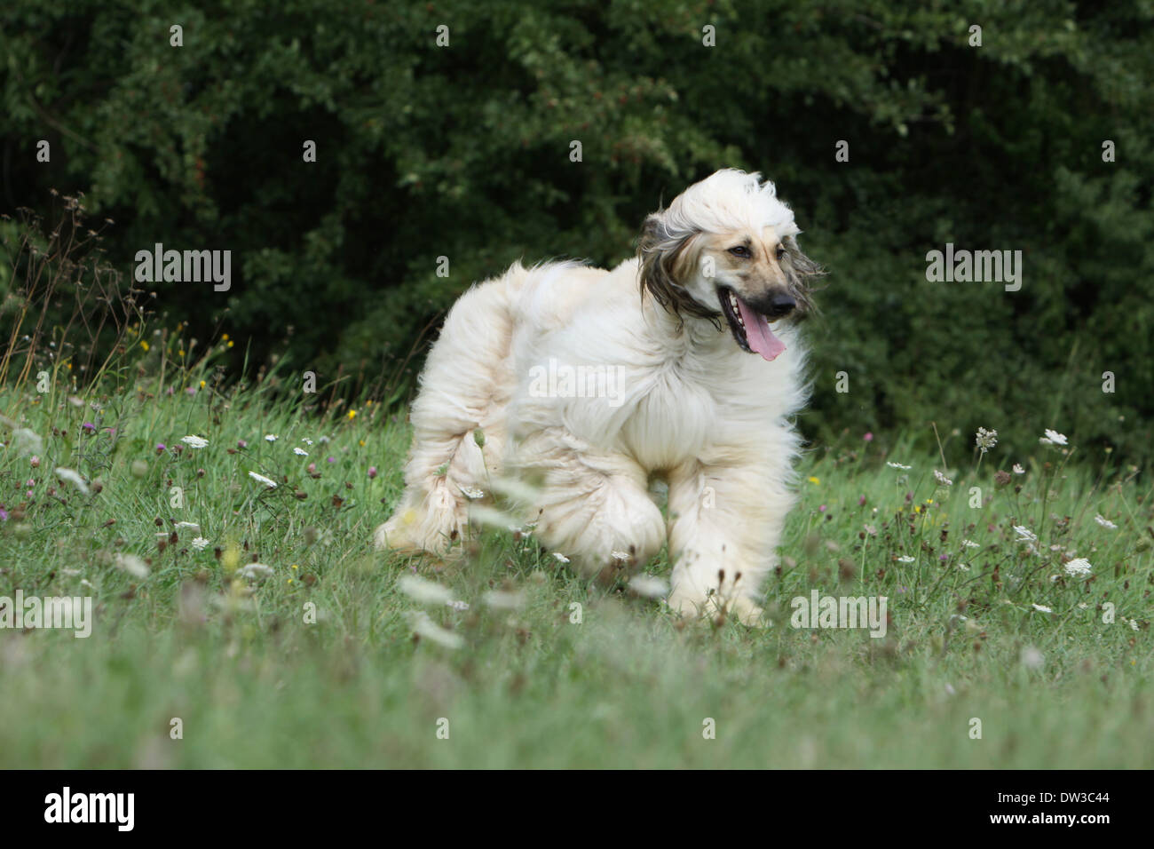 Dog Afghan Hound / adult running in a meadow Stock Photo - Alamy