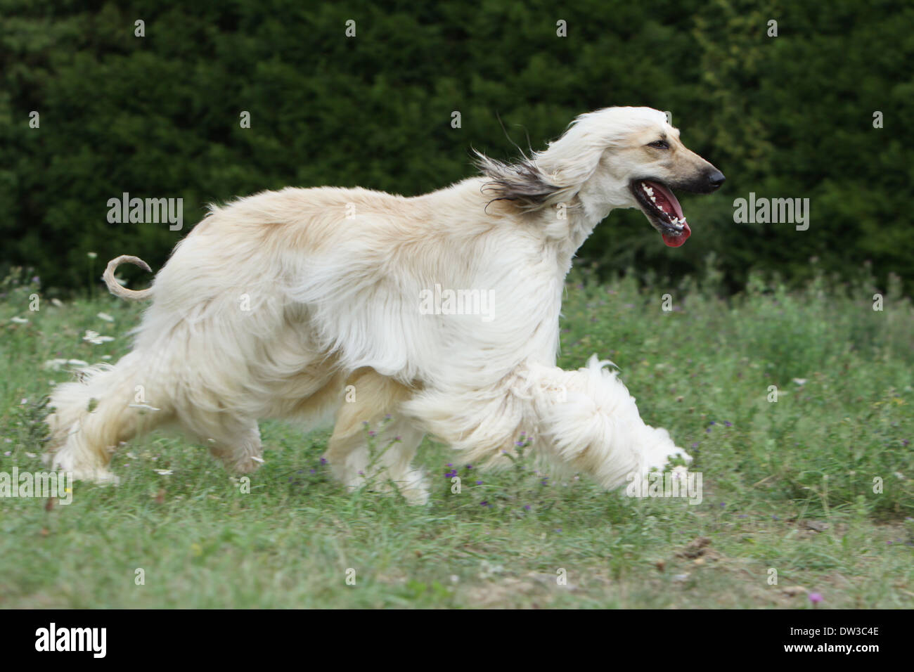 Dog Afghan Hound / adult running in a meadow Stock Photo - Alamy