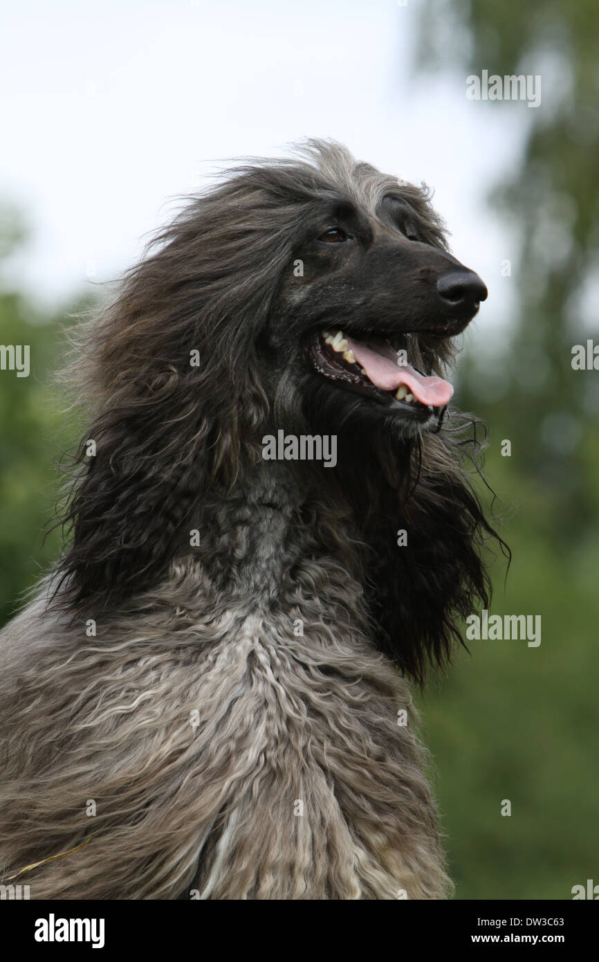 Dog Afghan Hound / adult portrait Stock Photo - Alamy