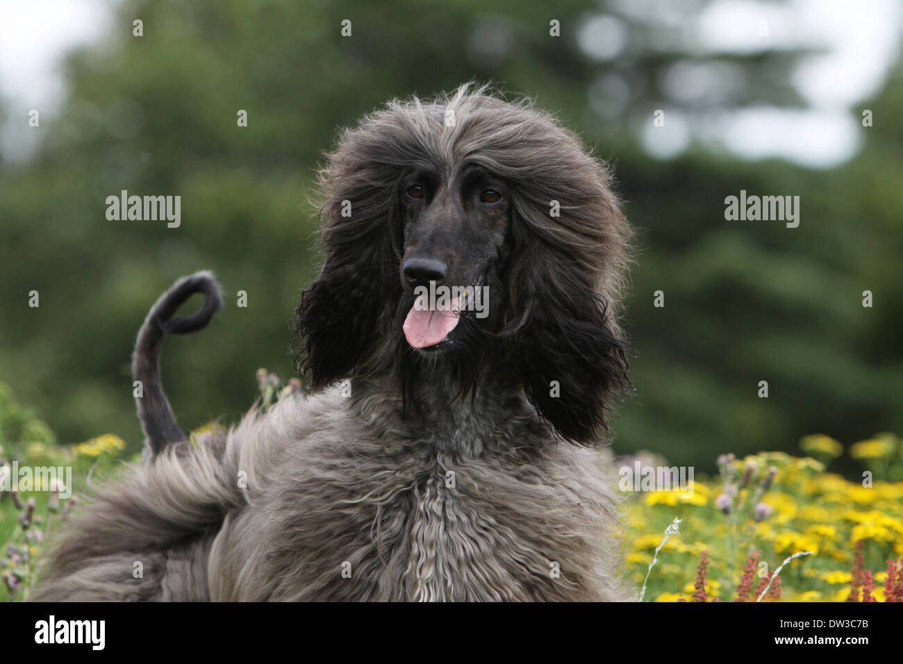 Dog Afghan Hound / adult portrait Stock Photo - Alamy