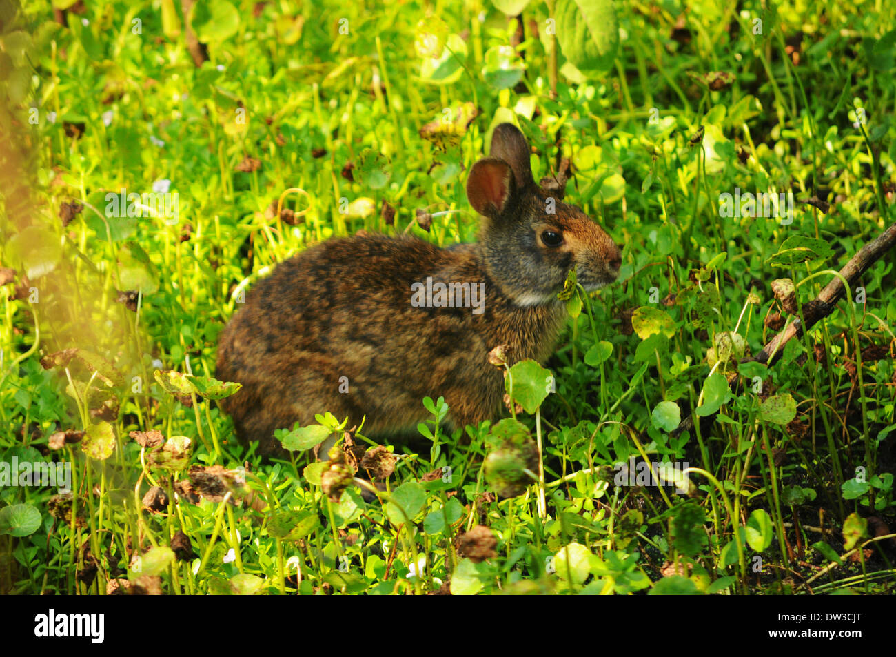 Swamp rabbit hi-res stock photography and images - Alamy