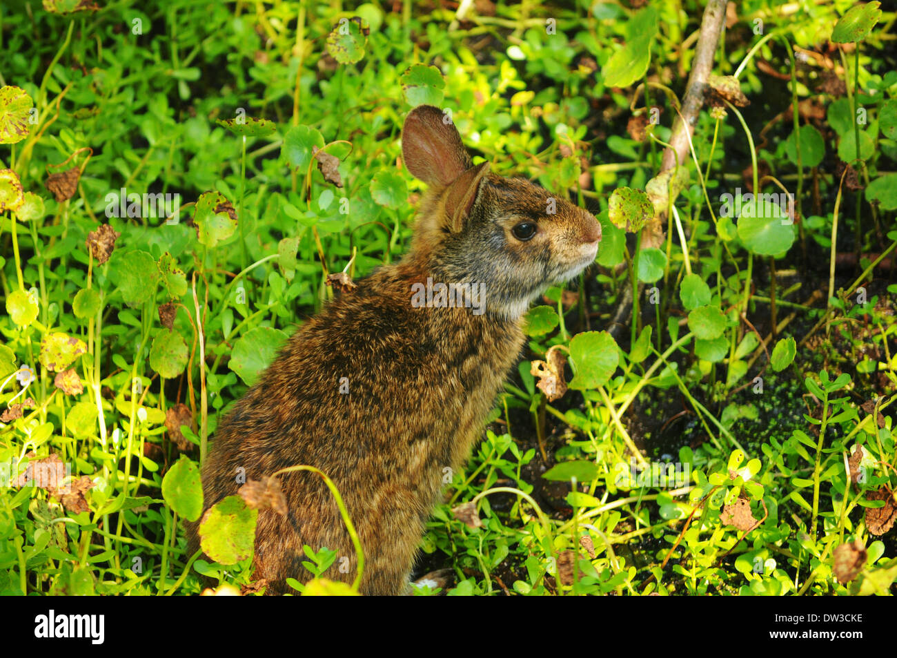 Swamp rabbit hi-res stock photography and images - Alamy
