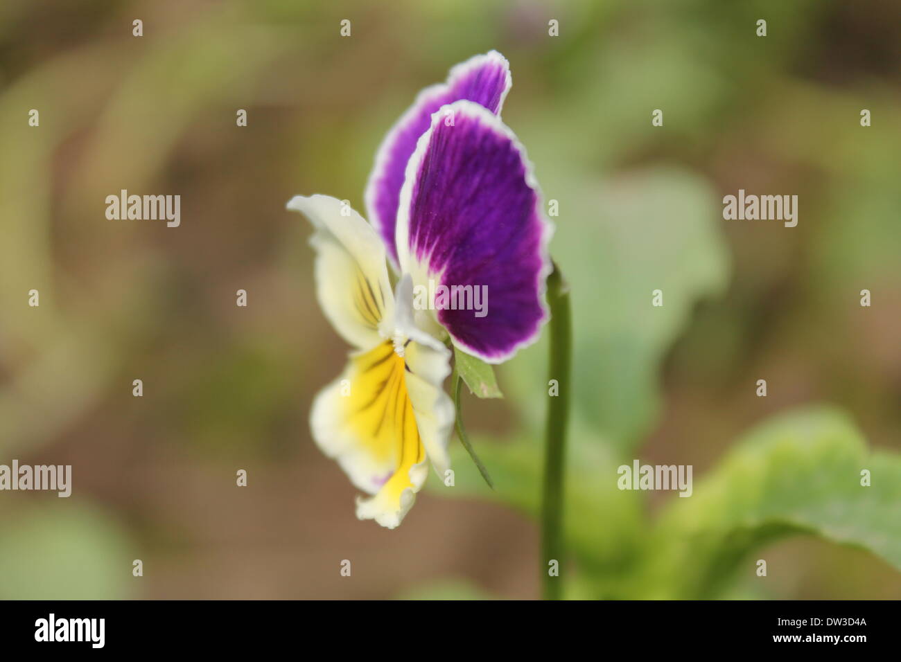 Gandhi Maidan, Patna, Bihar, India, 26th February 2014. Flower blooms ...