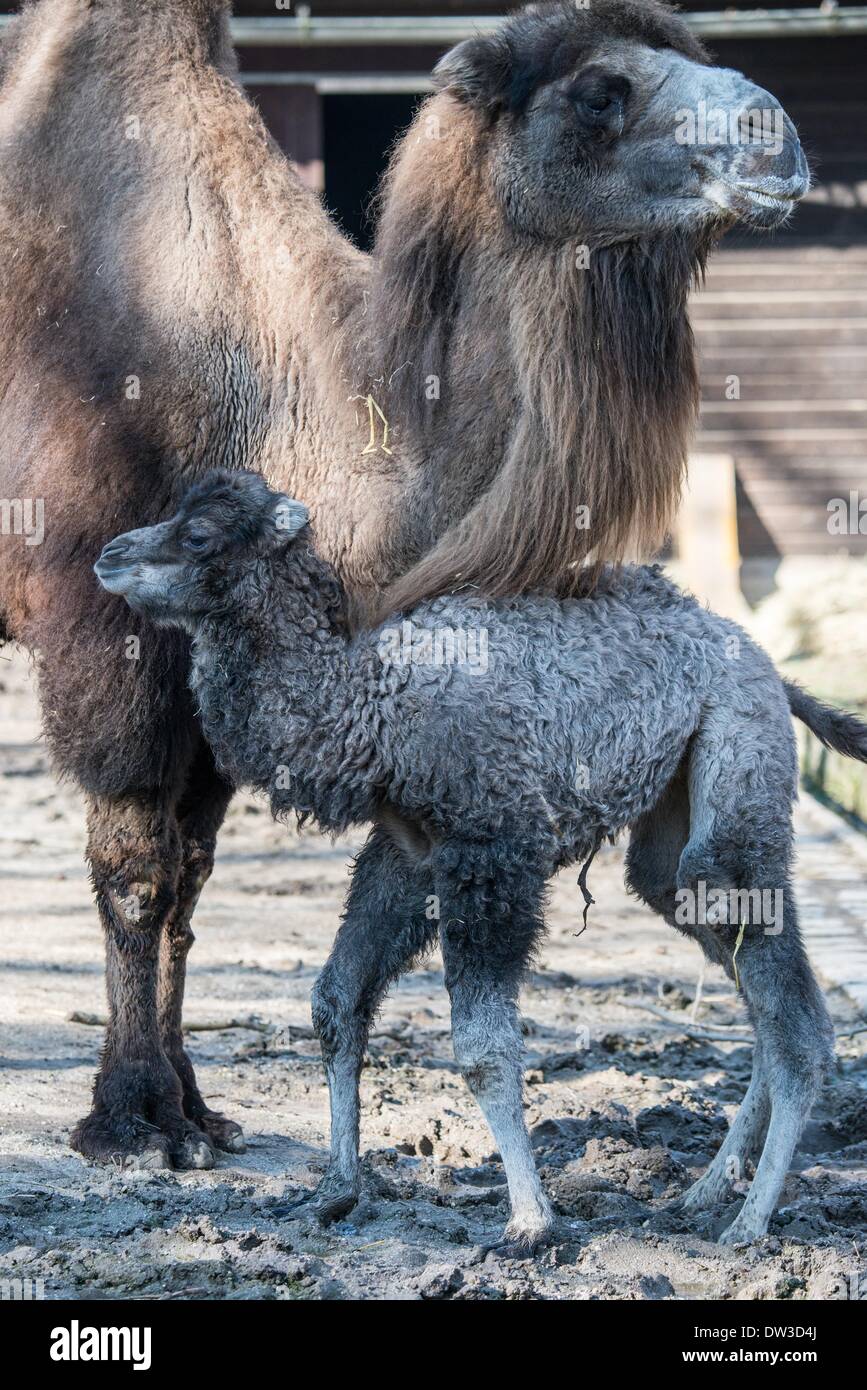 Straubing, Germany. 25th Feb, 2014. Bactrian camel (Camelus bactrianus ...