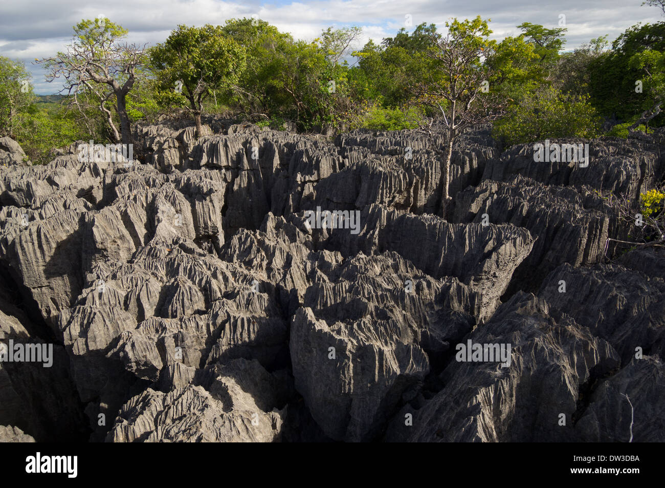 Tsingy eroded limestone formations at Ankarana Special Reserve near ...