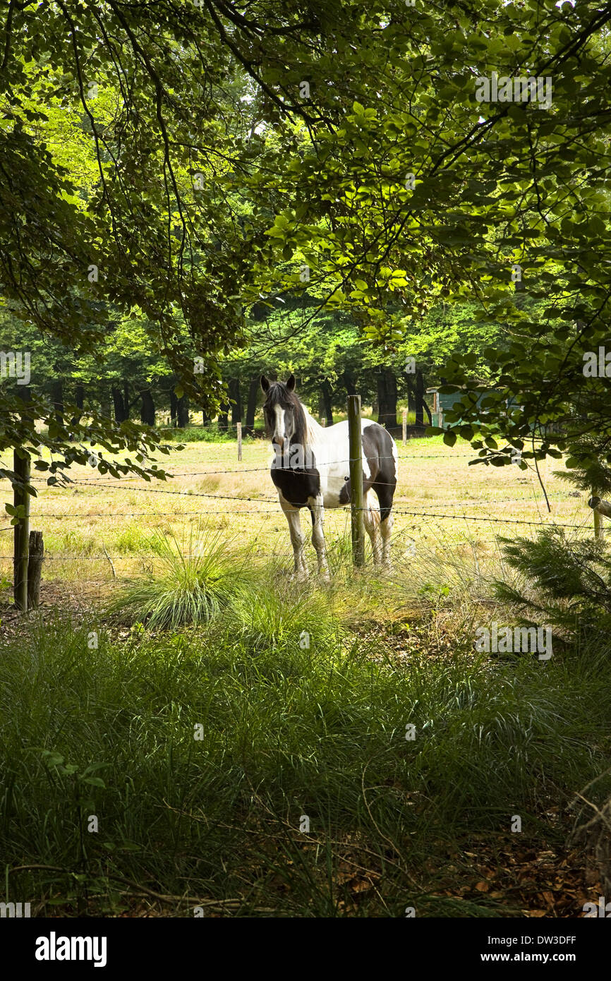 Horse standing behind him hi-res stock photography and images - Alamy
