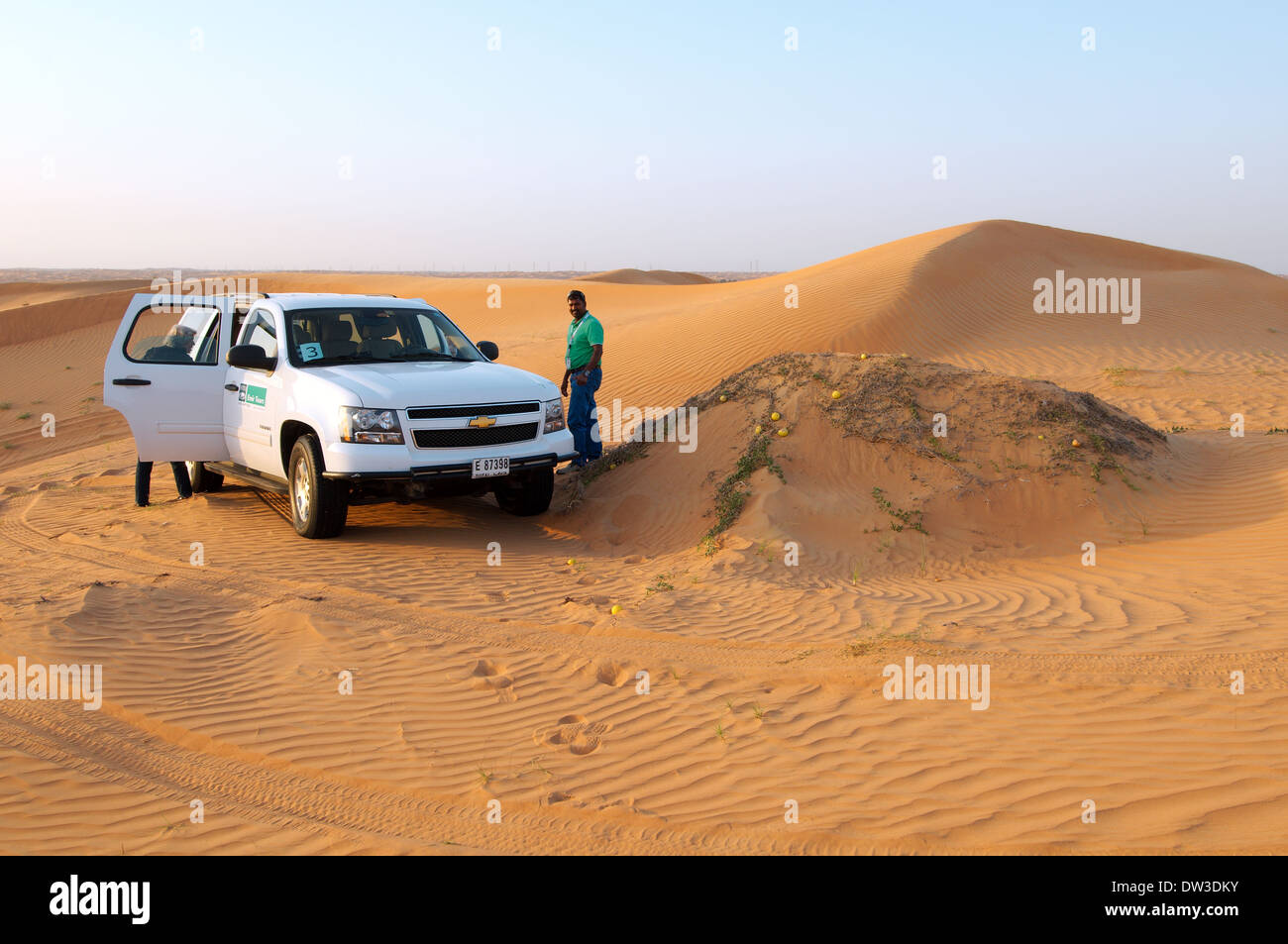 colocynth, bitter apple, bitter cucumber, desert gourd, egusi, or vine ...