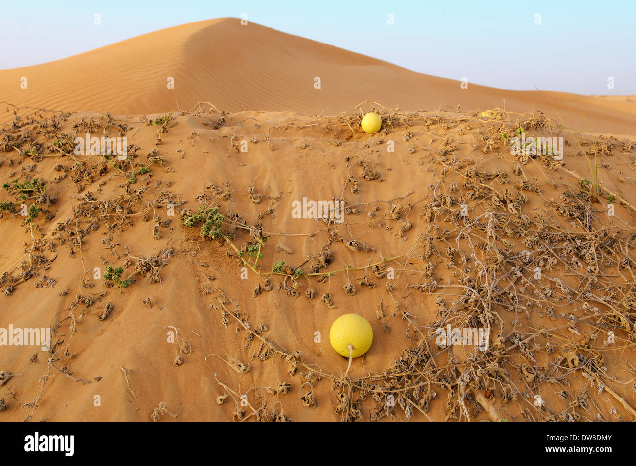 Desert gourd hi-res stock photography and images - Alamy