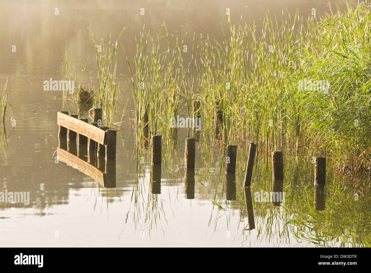 Reed grass background hi-res stock photography and images - Alamy