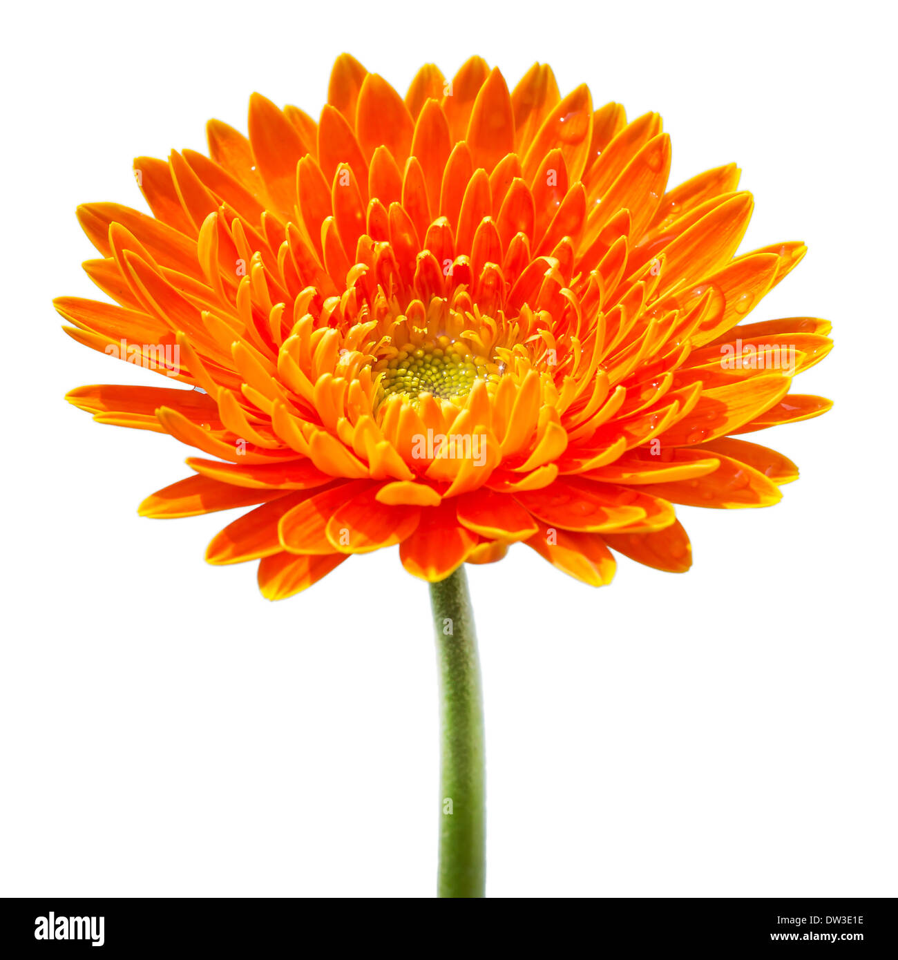 Orange gerbera isolated on white background Stock Photo - Alamy
