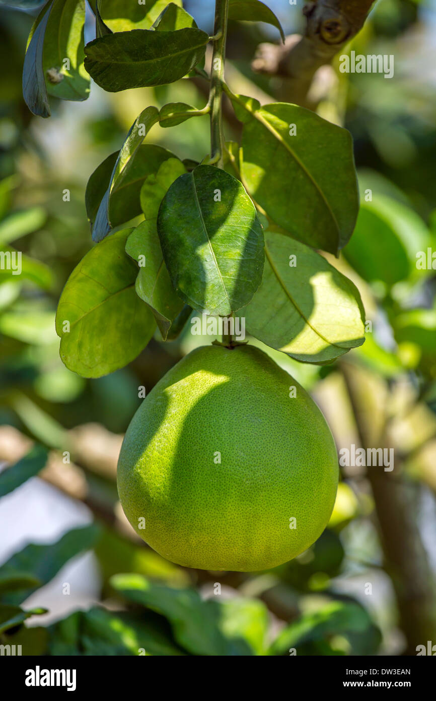 Pomelo tree hi-res stock photography and images - Alamy