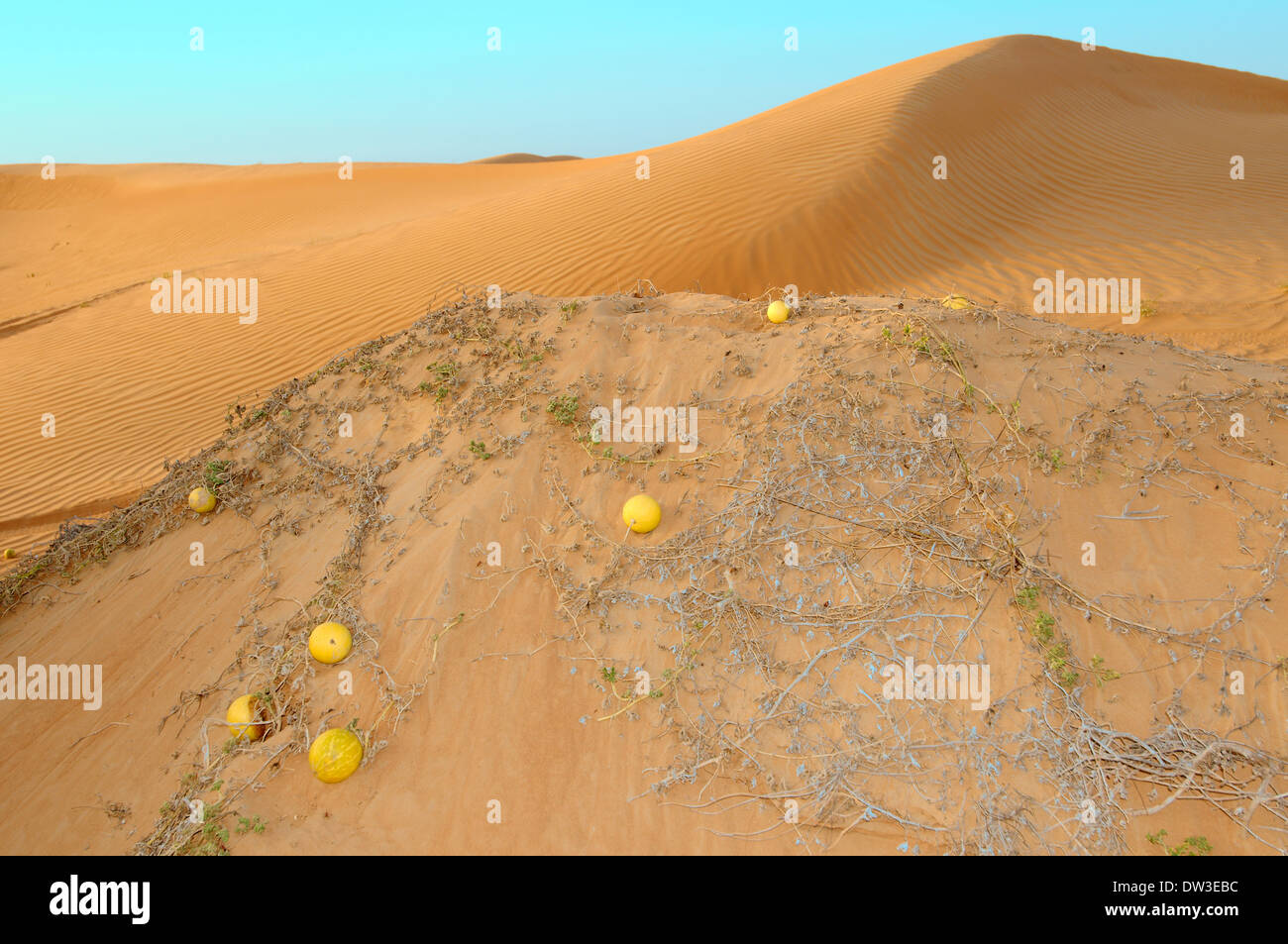 colocynth, bitter apple, bitter cucumber, desert gourd, egusi, or vine ...