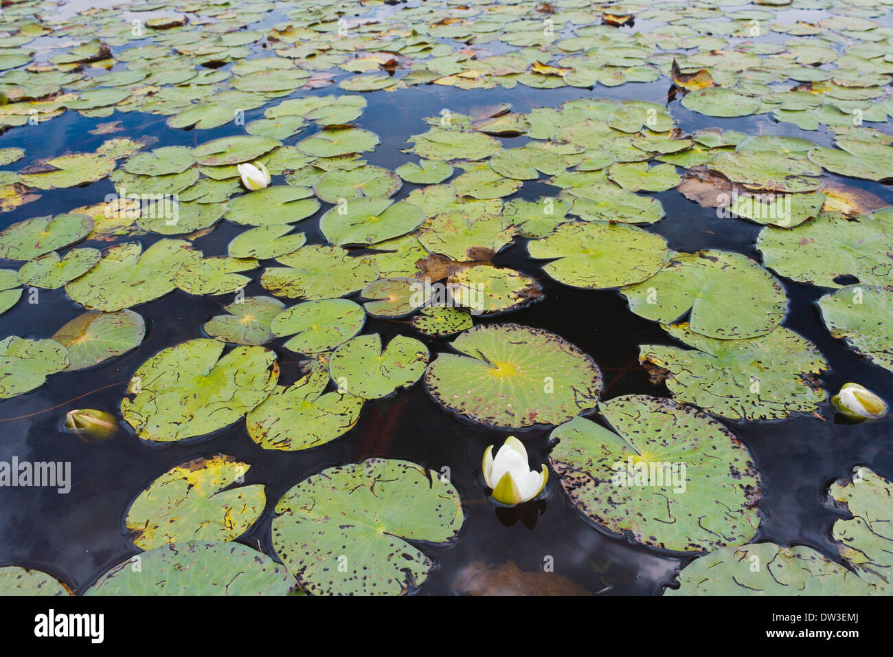 Water lilies in a pond hi-res stock photography and images - Alamy