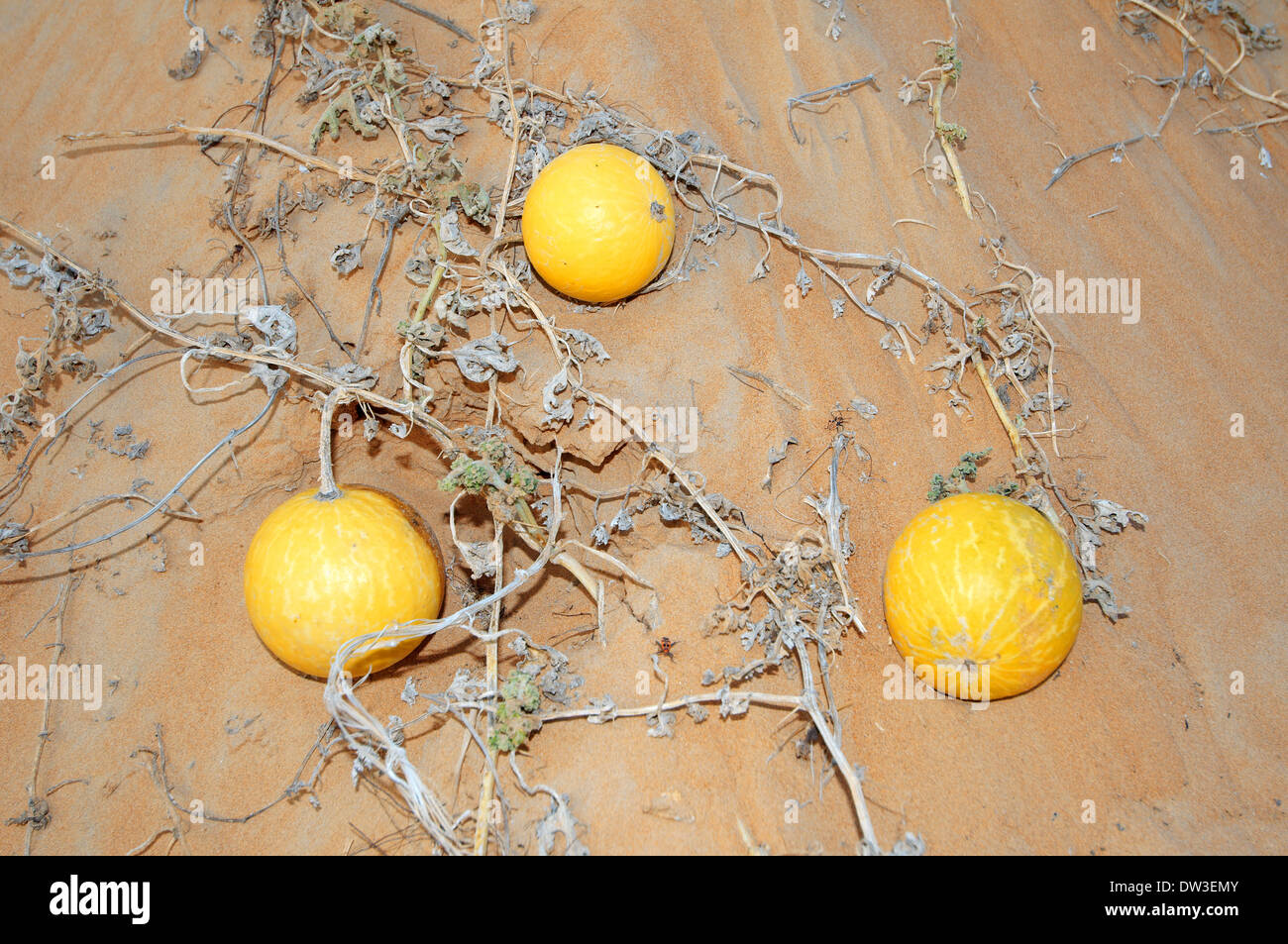 Colocynthis hi-res stock photography and images - Alamy