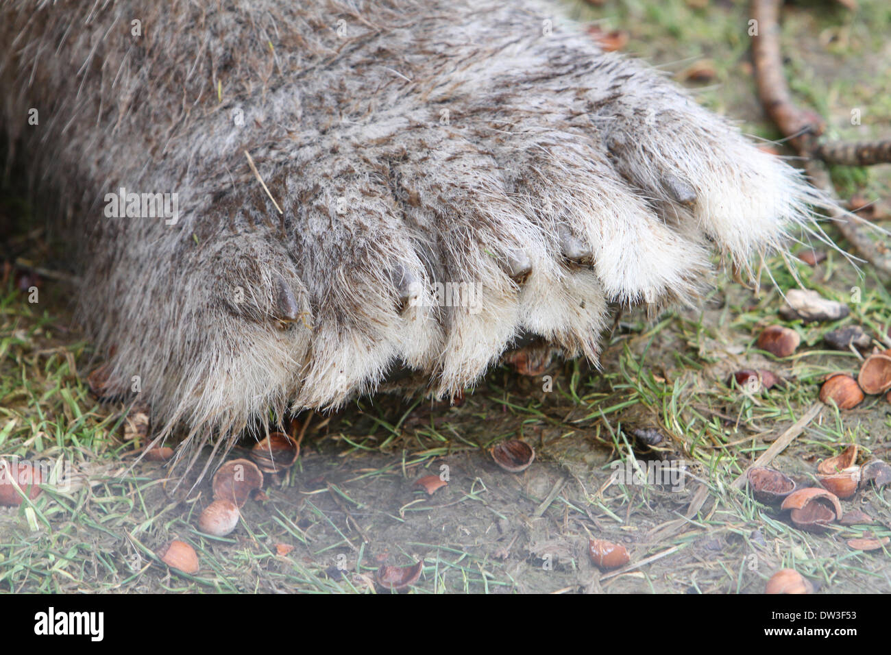 Highland Wildlife Park resident Polar Bear shows off his cut toe nails ...