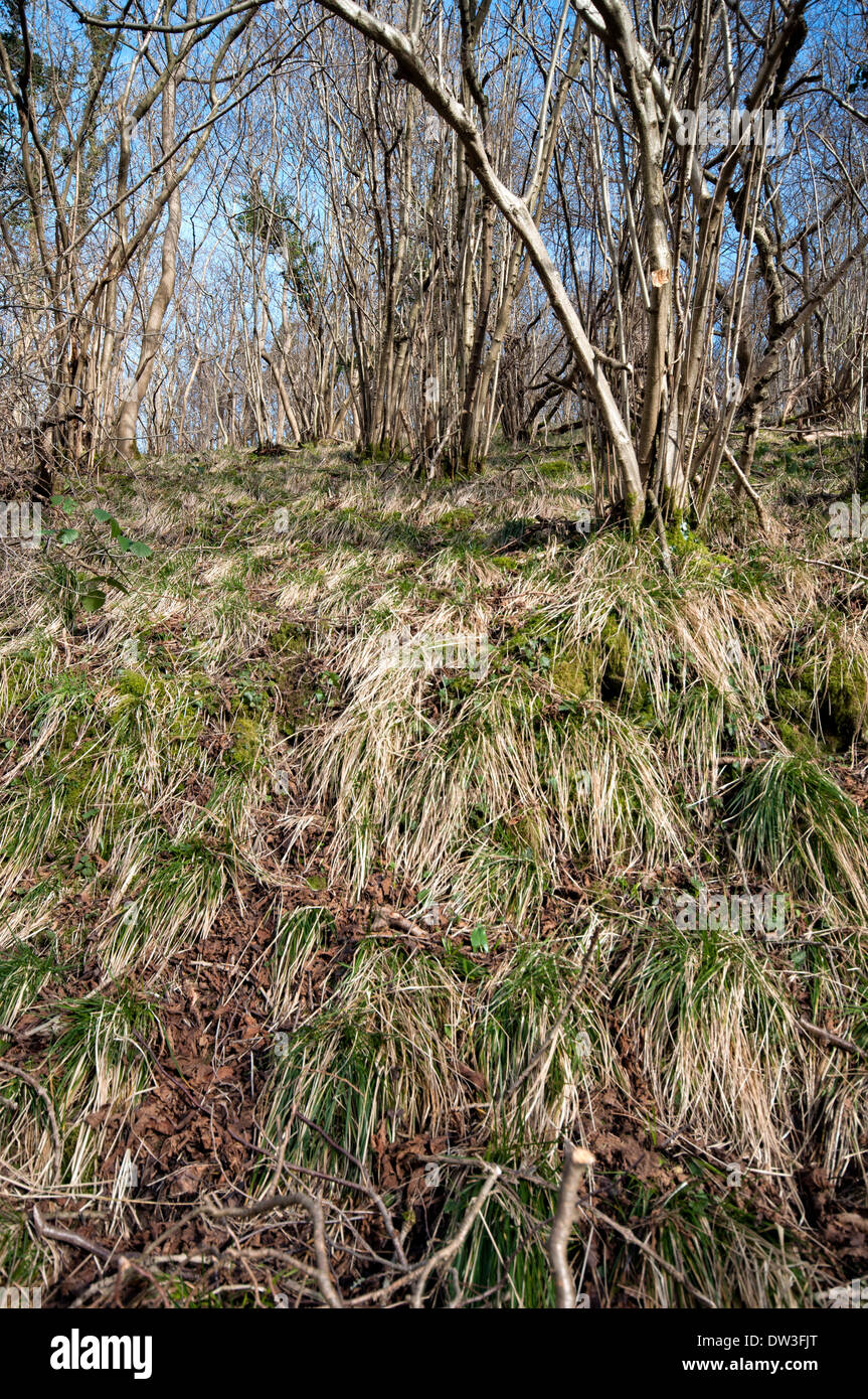 Grassy bank in Dovedale, Peak District National Park, UK Stock Photo ...