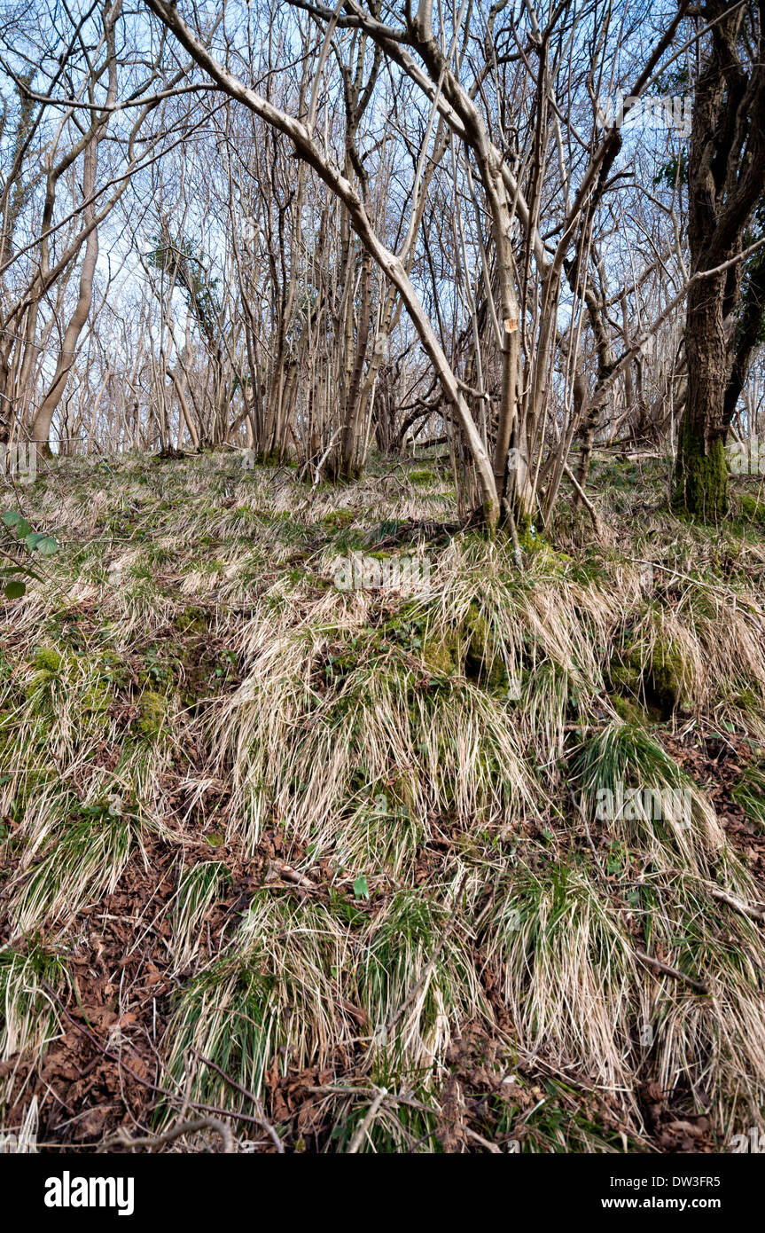Grassy Bank Stock Photos & Grassy Bank Stock Images - Alamy
