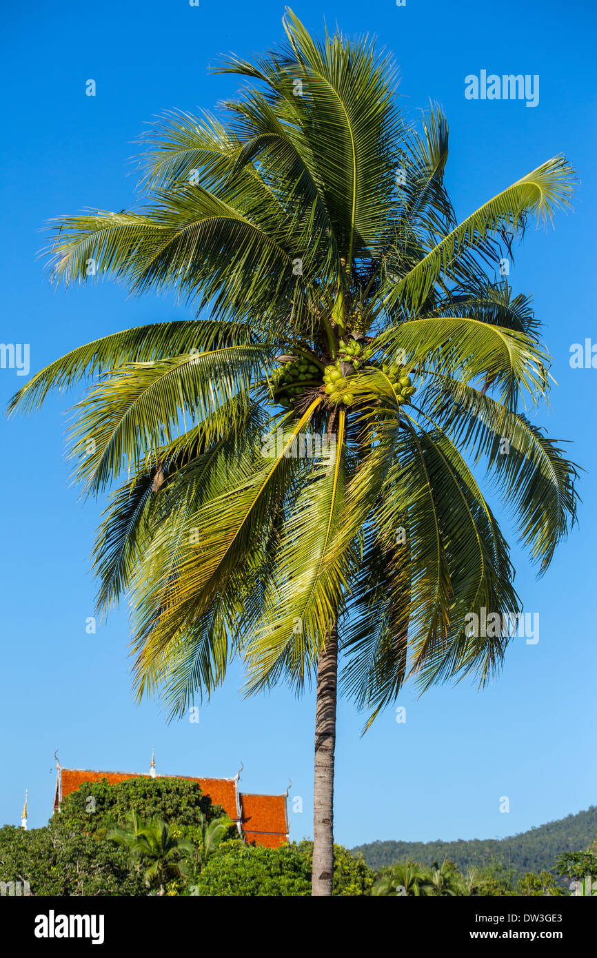 Coconut green hi-res stock photography and images - Alamy