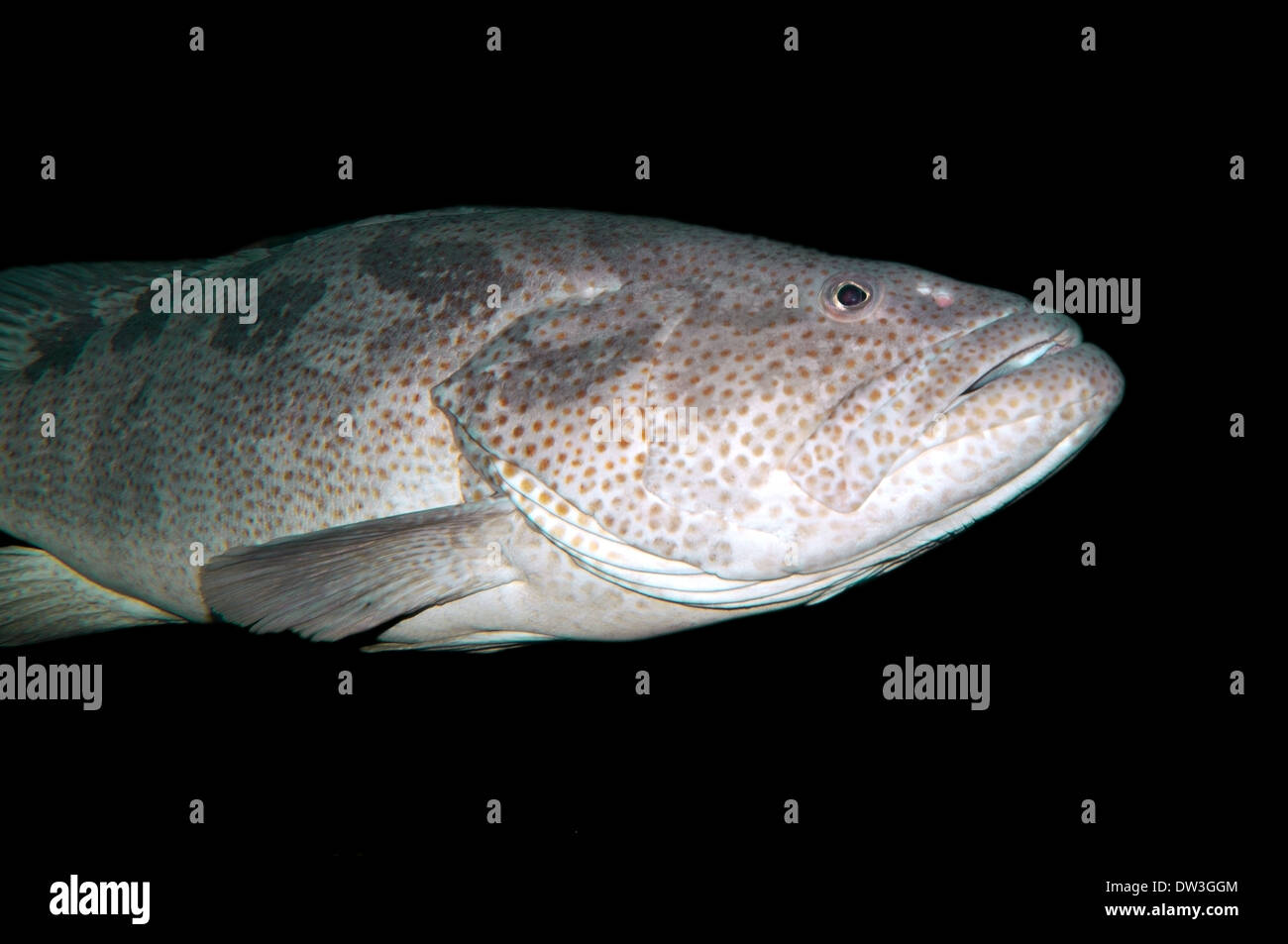 Rock cod hi-res stock photography and images - Alamy