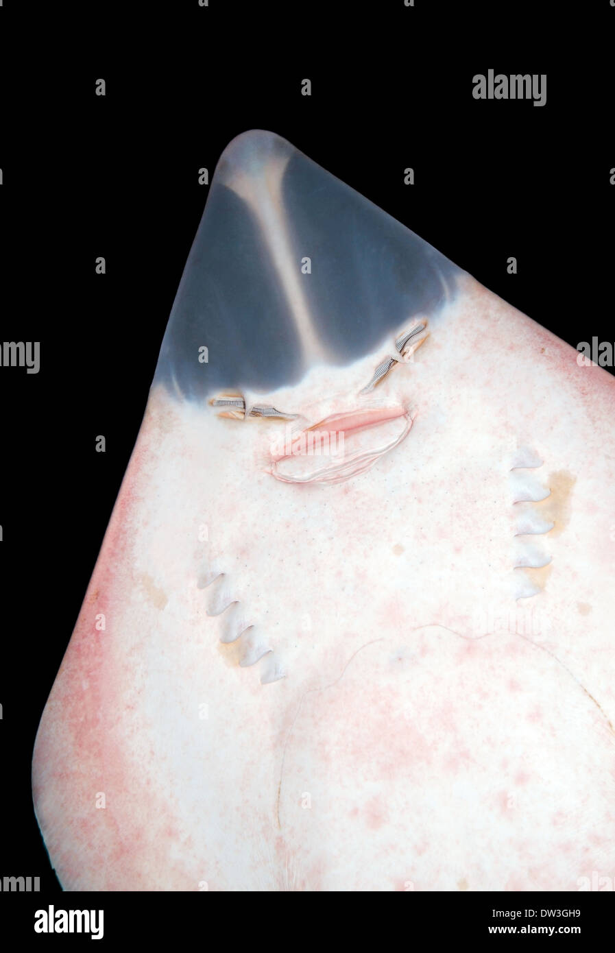 Common guitarfish (Rhinobatos rhinobatos) nidht diving, Red sea, Egypt ...