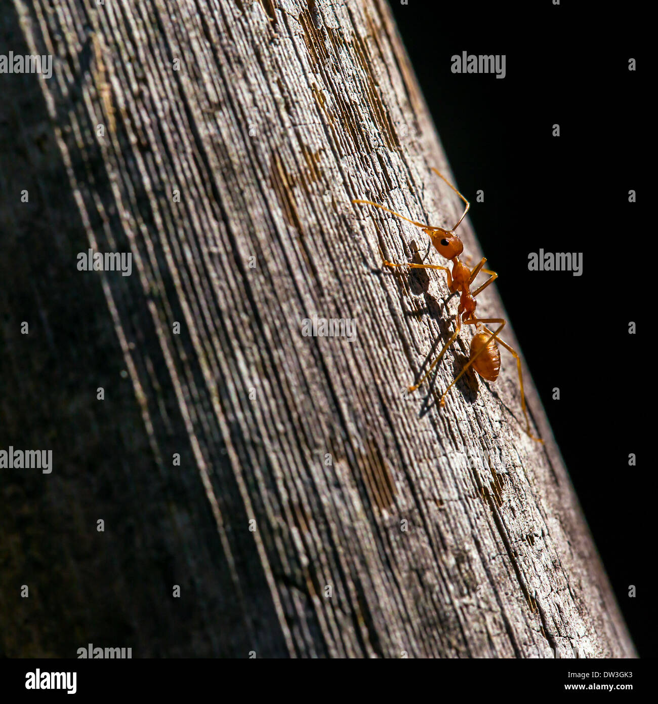 Wooden ants hi-res stock photography and images - Alamy