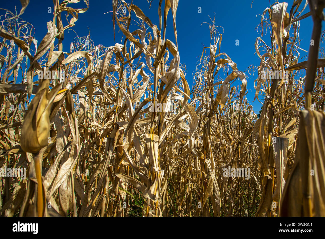 Dry corn plants against blue sky Stock Photo - Alamy