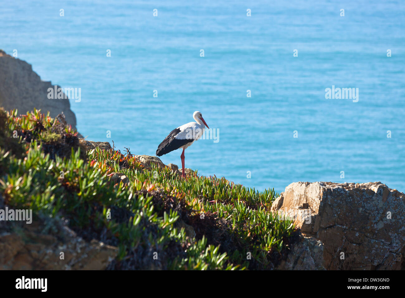 White stork on water hi-res stock photography and images - Alamy