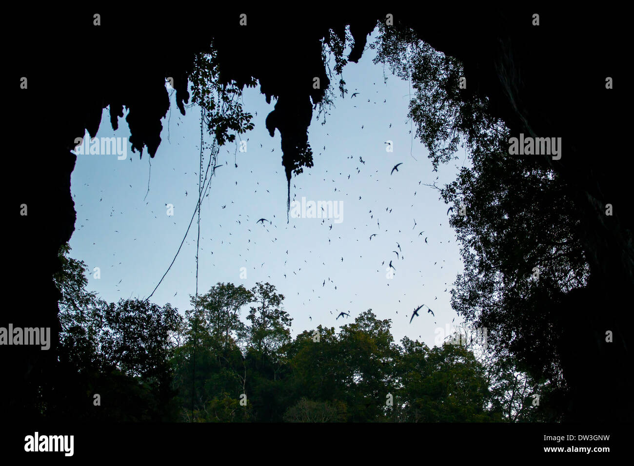 Flying cave hi-res stock photography and images - Alamy