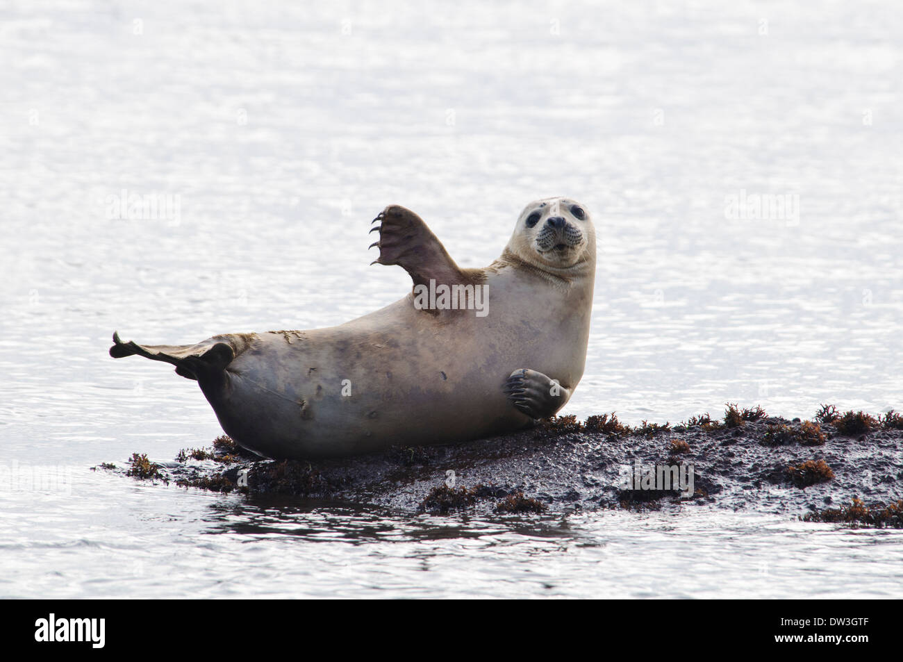 Grey seal (Halichoerus grypus) sub-adult hauled out on rocks and waving ...